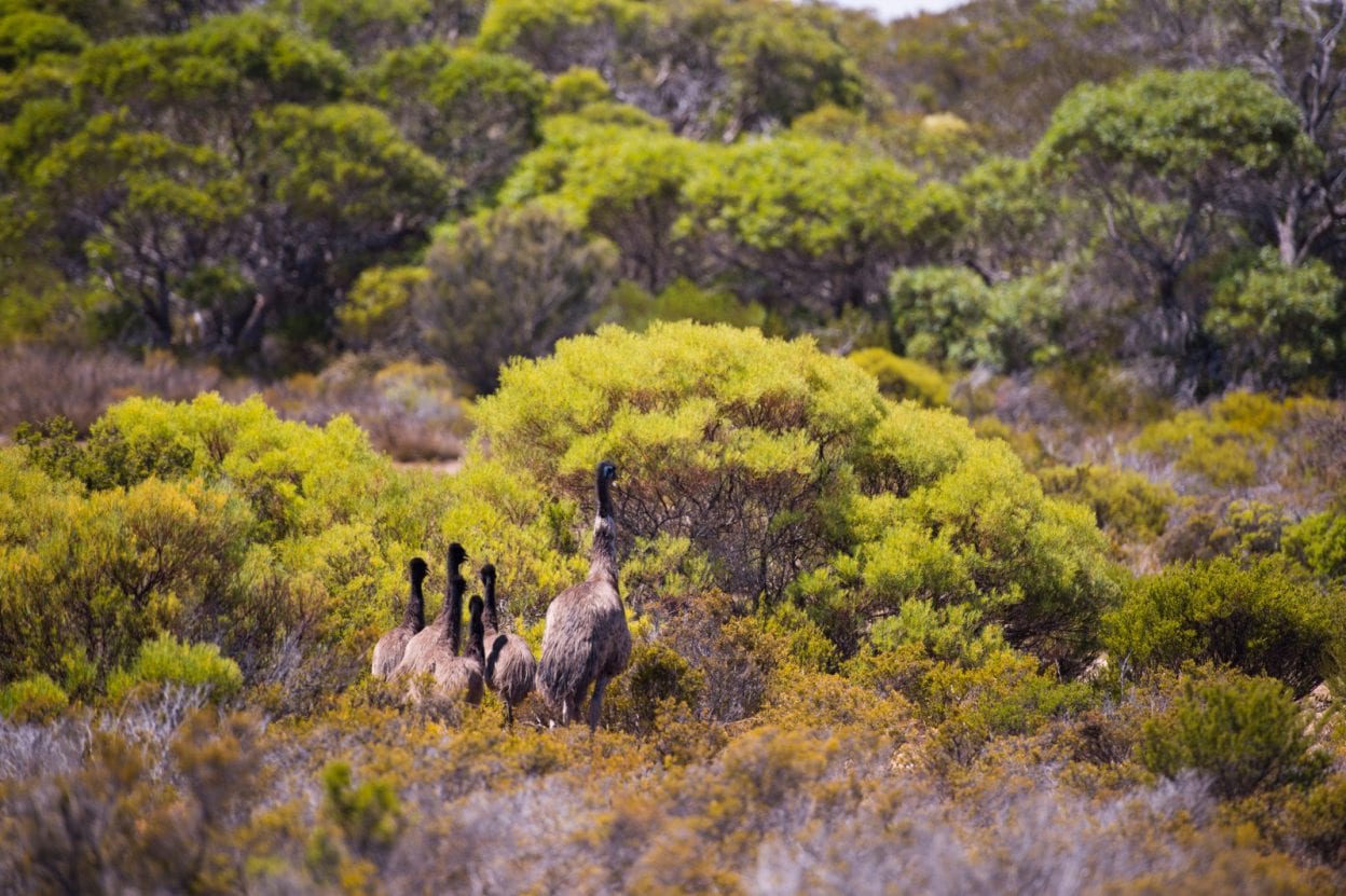 Royston Head, South Australia. - Walkers Journal