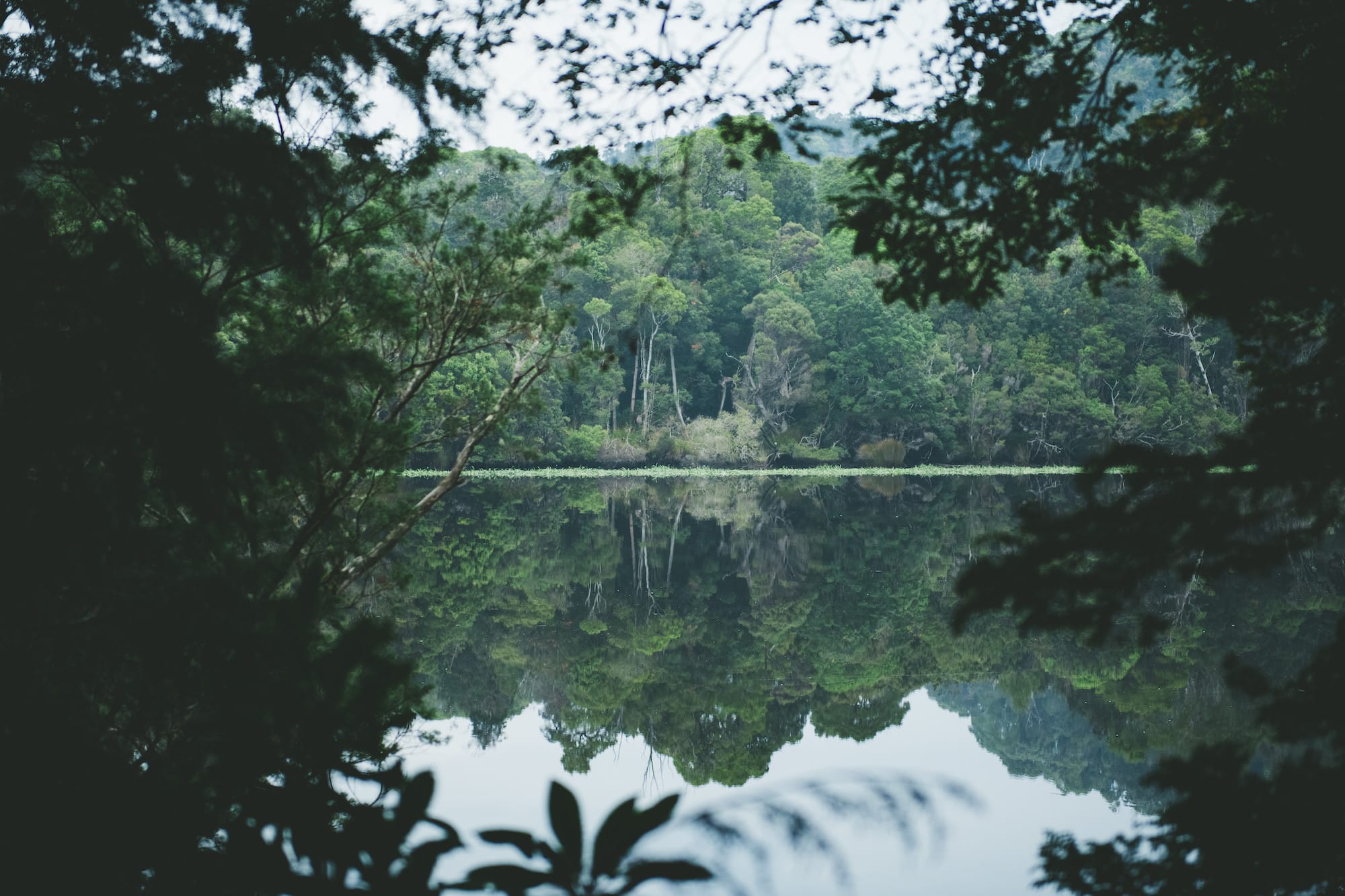 Huon Pine Walk, Tasmania | Huon Pine Trail