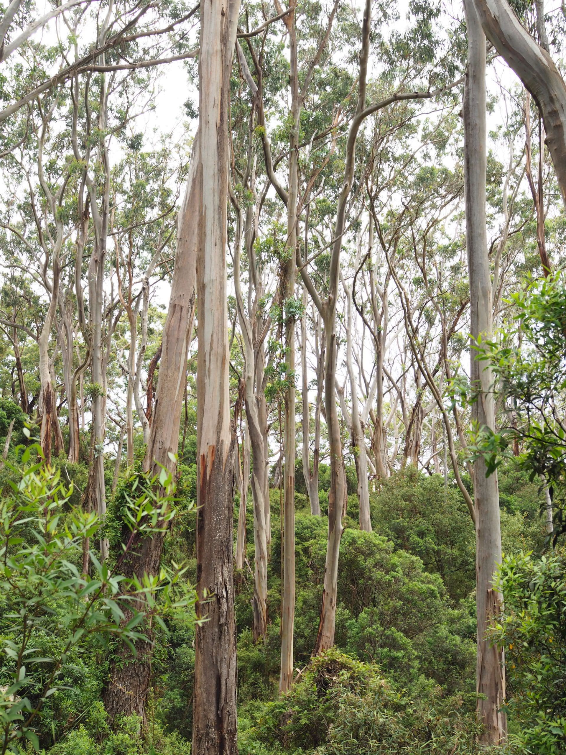 Elliot River Loop Walk, Apollo Bay | Walkers Journal