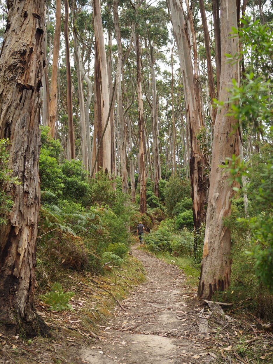 Elliot River Loop Walk, Apollo Bay | Walkers Journal