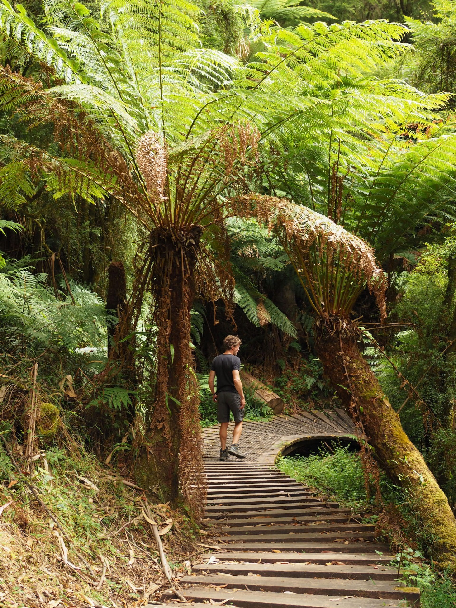 Elliot River Loop Walk, Apollo Bay | Walkers Journal