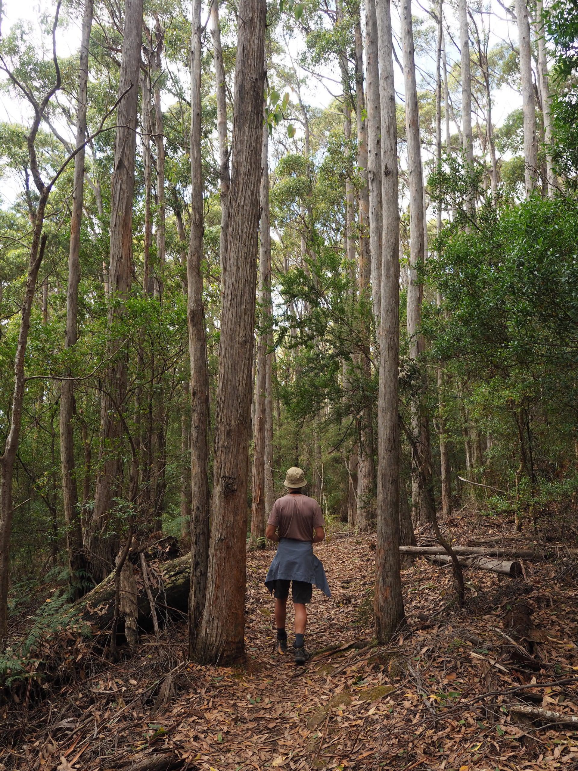 Waterfall Bluff, Tasmania | Waterfall Bay Cliff Walk