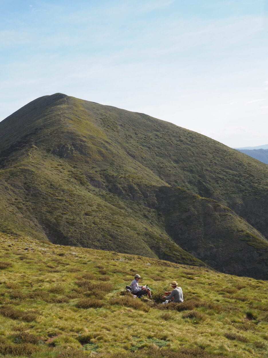 Mount Feathertop, Victoria. - Walkers Journal