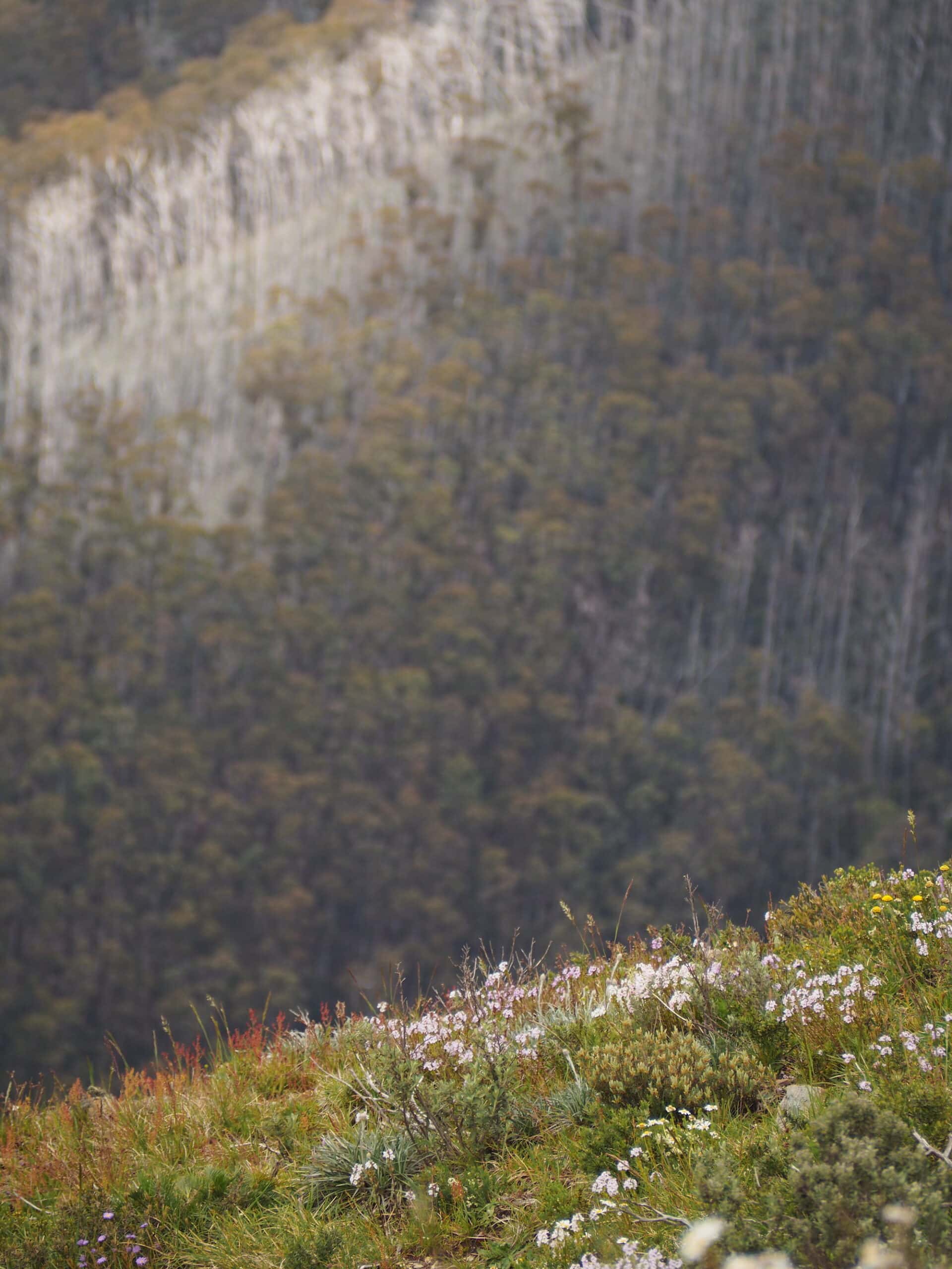 Mt Hotham Village Trails, Victoria. - Walkers Journal
