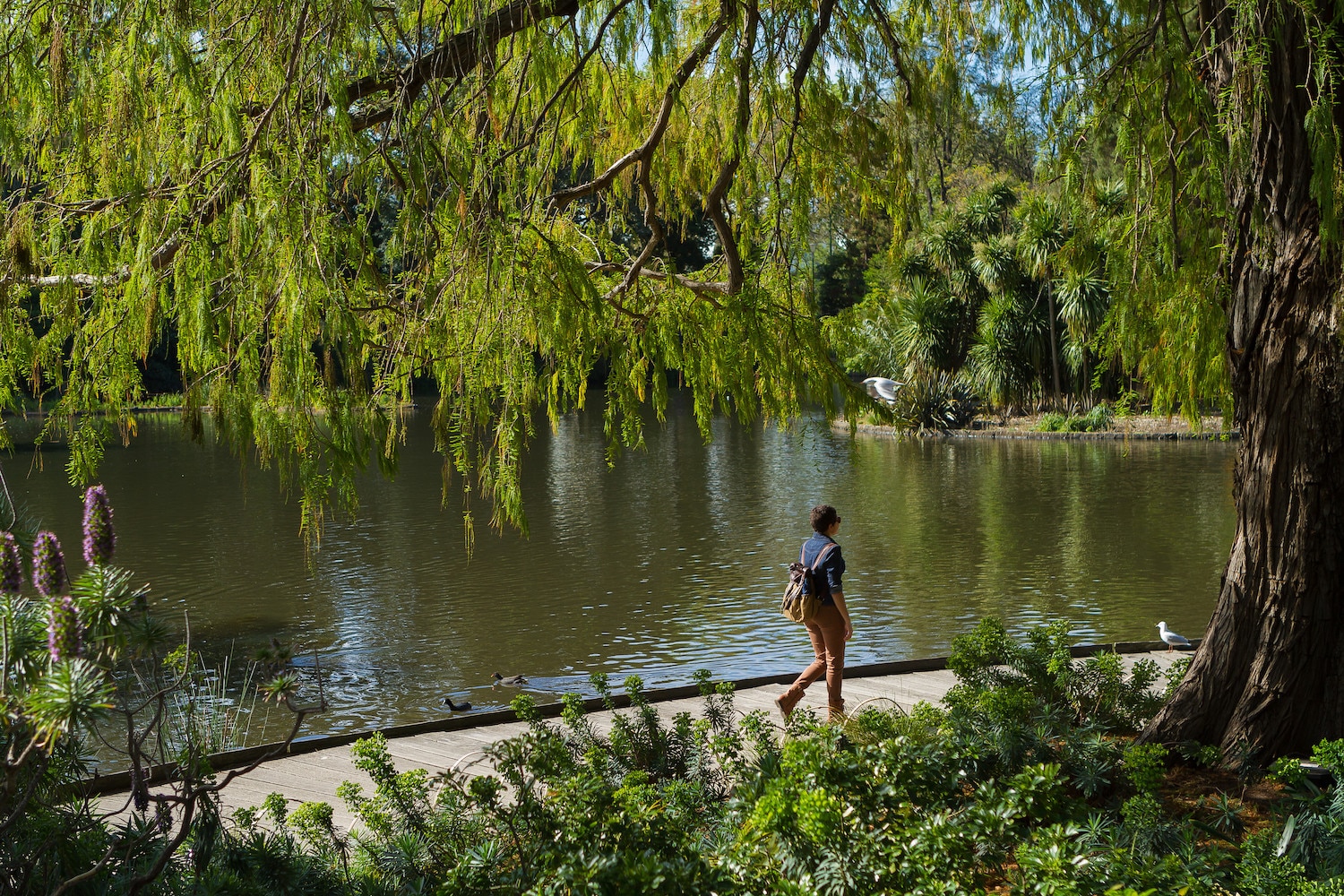 Walk to The G, Victoria. - Walkers Journal