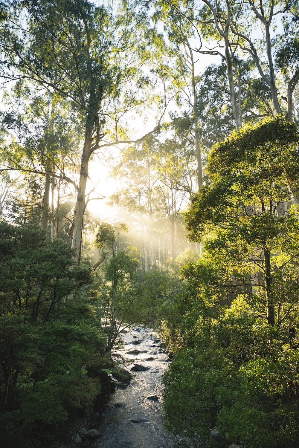 Beeches Forest Walk, Yarra Ranges Victoria | Walkers Journal