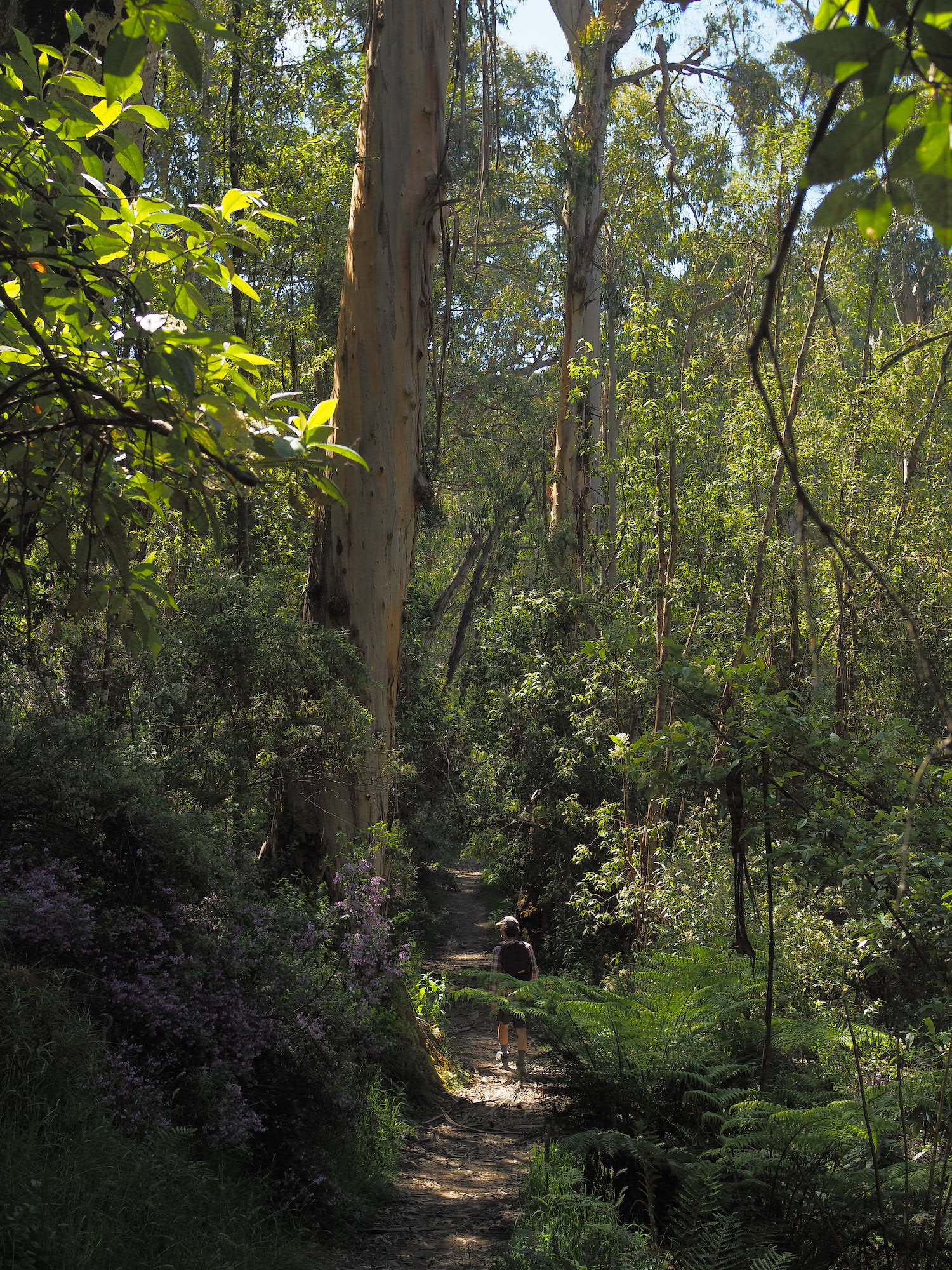 Three Falls Circuit, Lorne Victoria | Three Waterfalls Walk