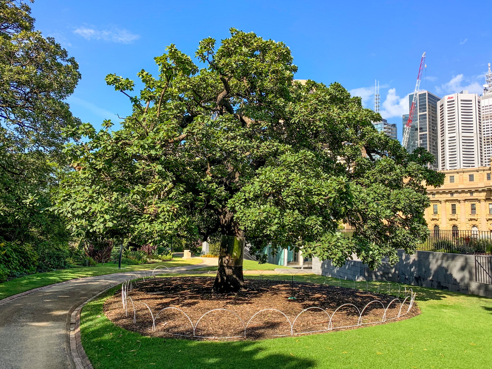 Have your say for the 2021 Victorian Tree of the Year - Walkers Journal