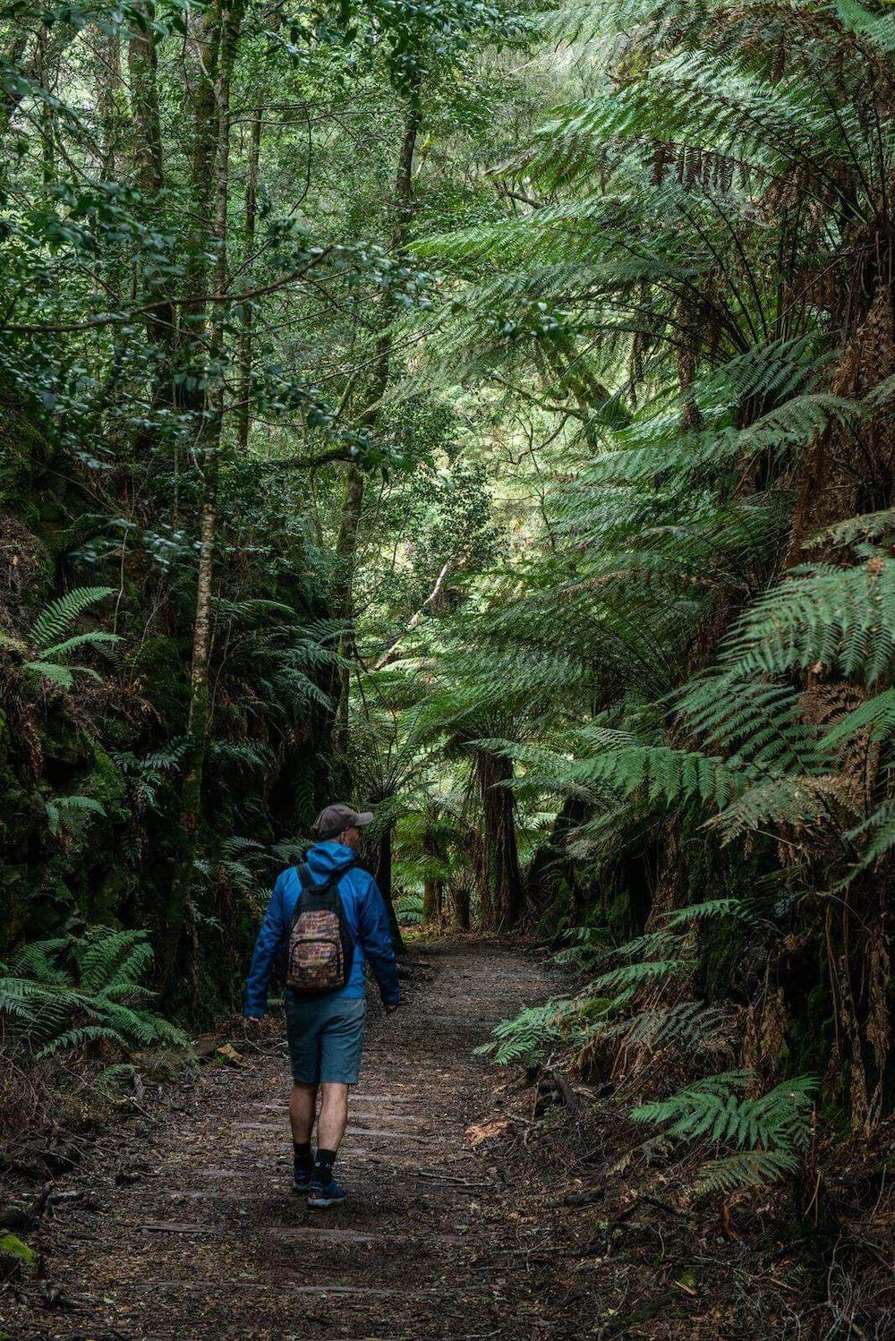 Mount Murchison and Montezuma Falls, Tasmania. - Walkers Journal
