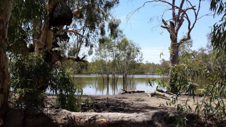 Wattle Be Australia’s Top Tree? | Walkers Journal