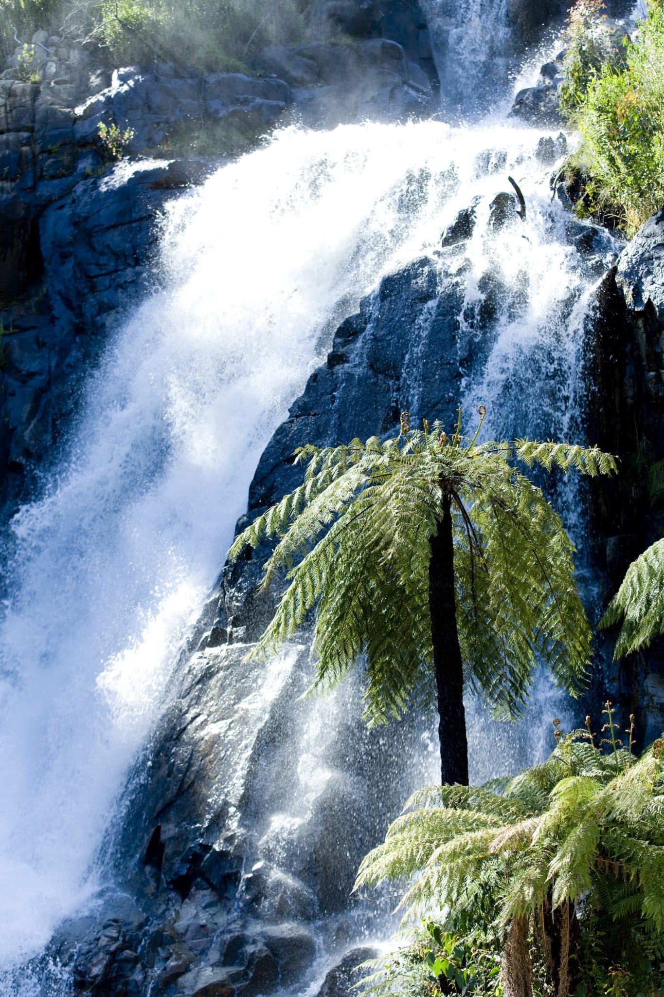 Steavensons Falls, Marysville Walk | Walkers Journal