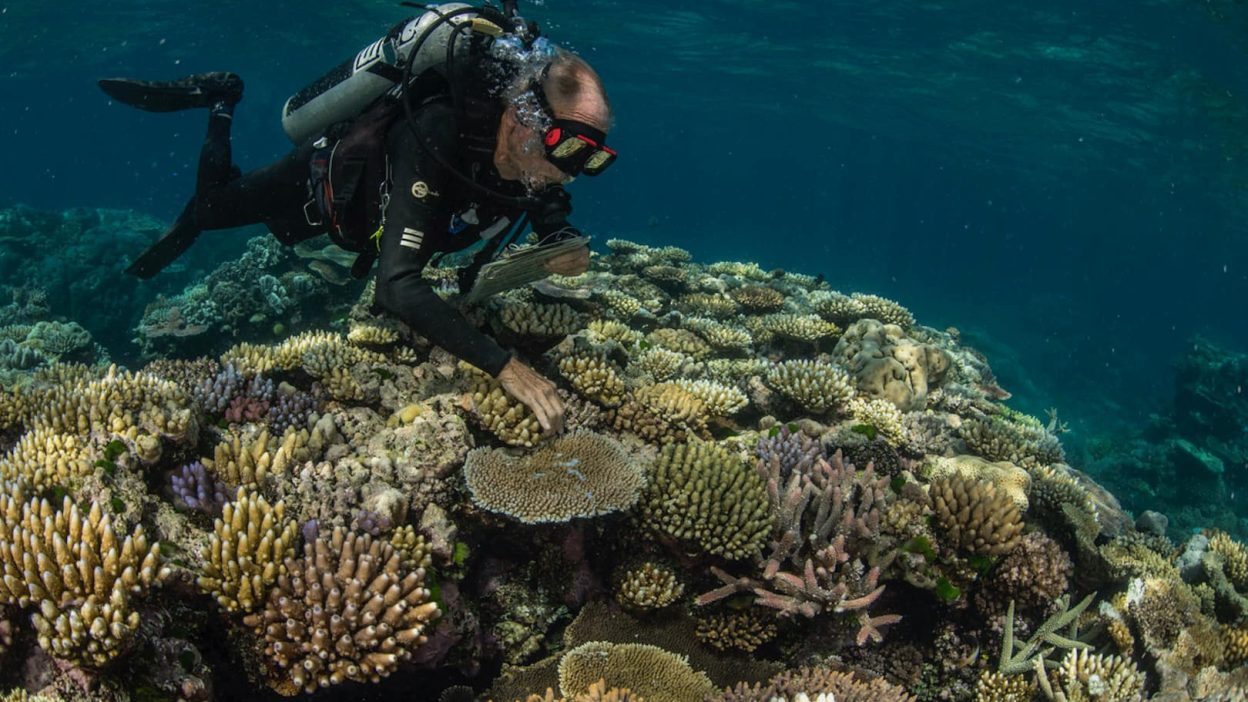 Forever Reef Project Unveiled - Walkers Journal