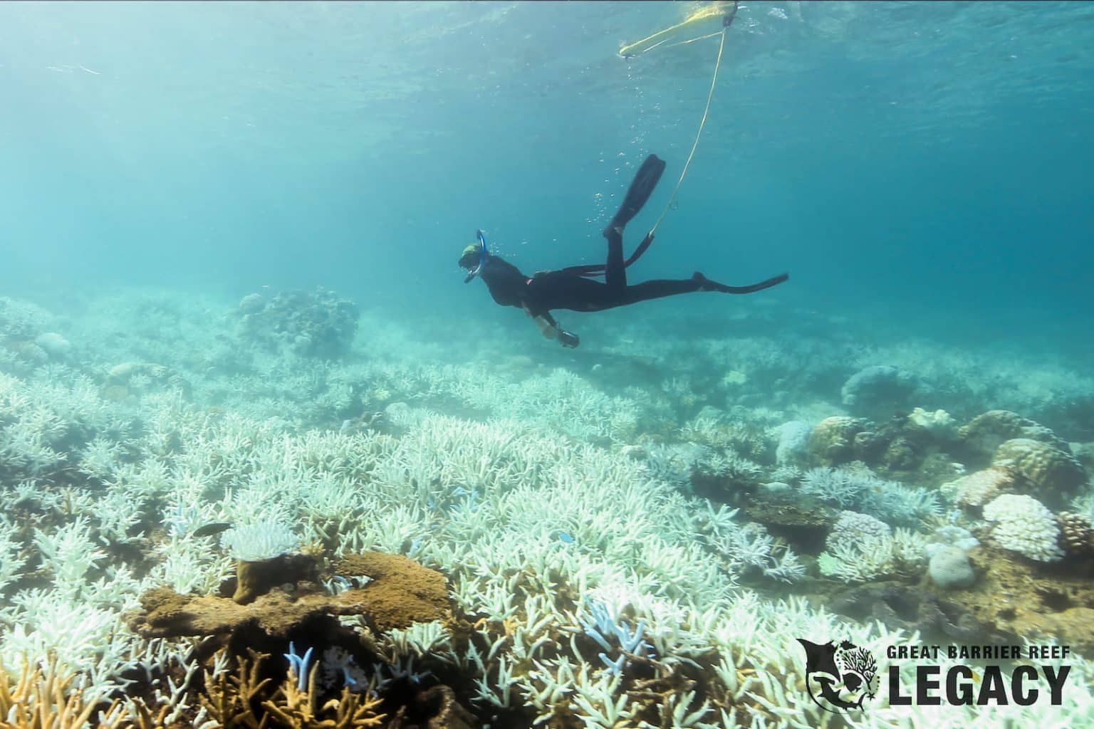 Forever Reef Project Unveiled - Walkers Journal