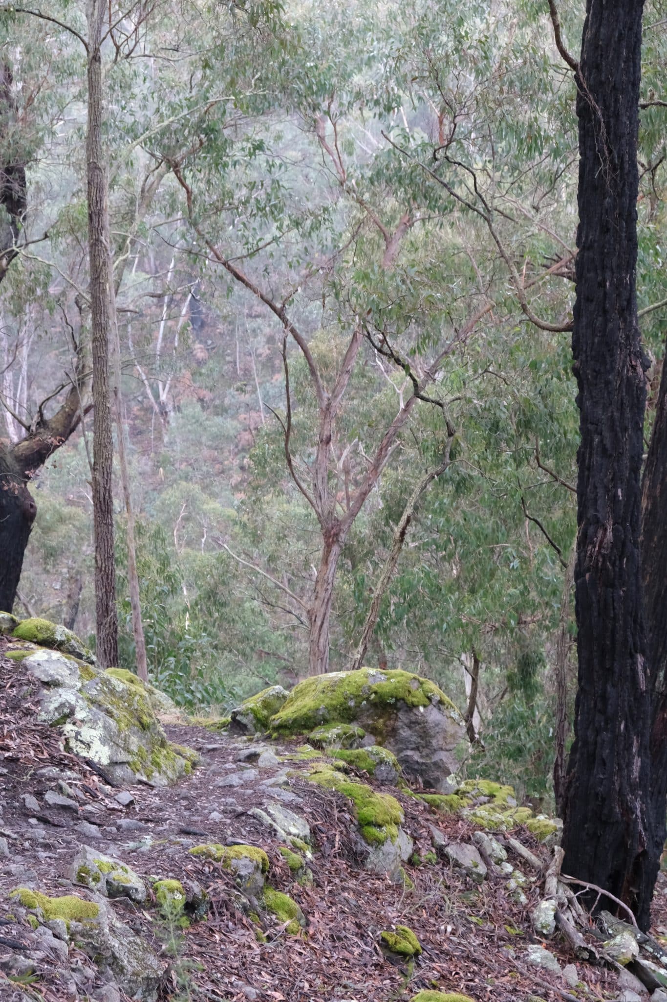 Ironbark Gorge Circuit —Victoria | Walkers Journal