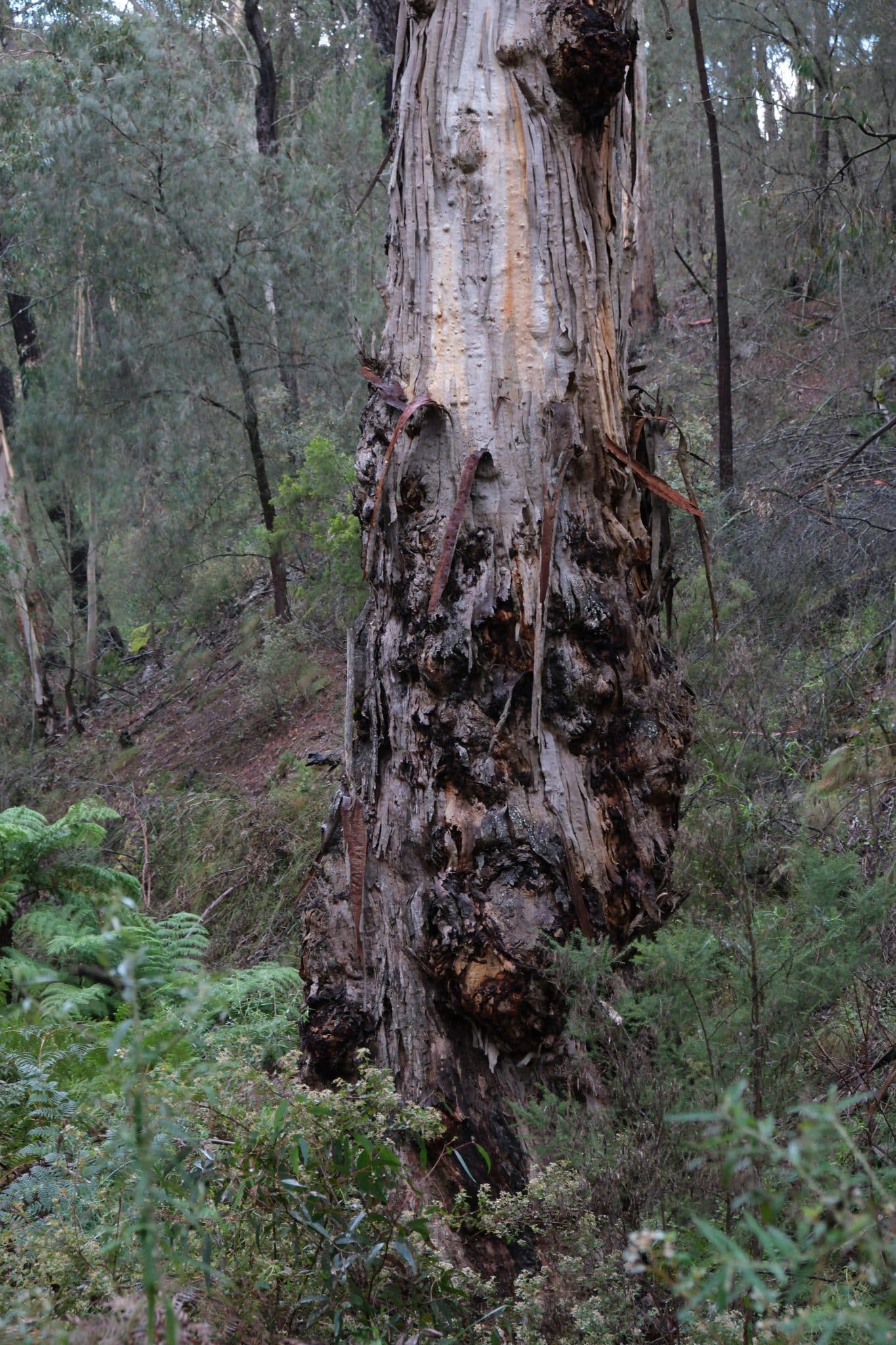 Ironbark Gorge Circuit —Victoria | Walkers Journal