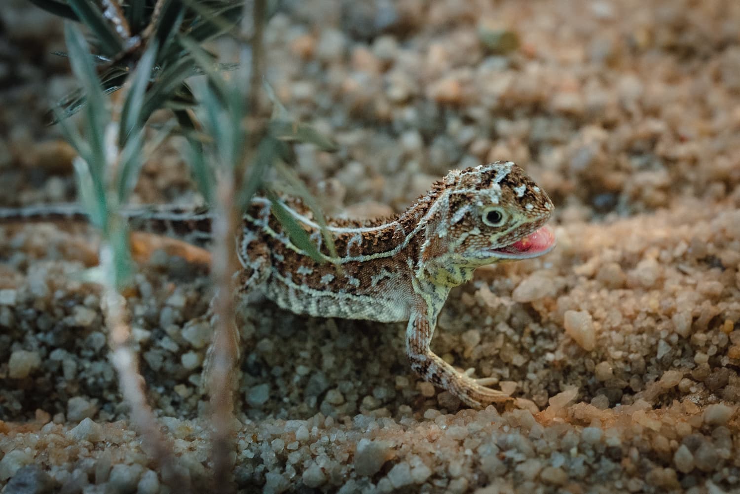 Critically Endangered Reptile Gets Colossal Helping Hand - Walkers Journal