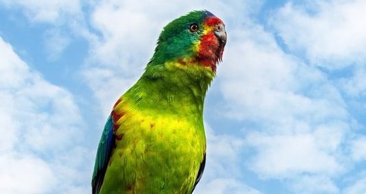 The Annual Aussie Bird Count Is Here! - Walkers Journal