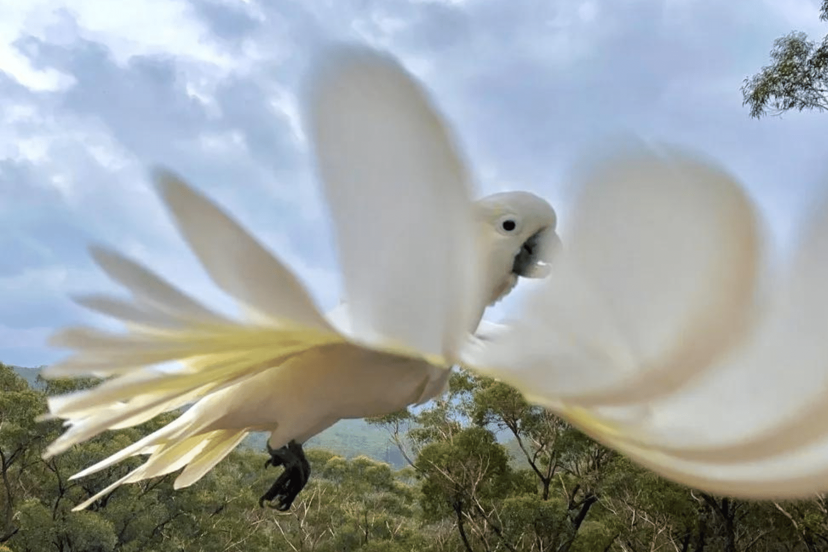 Winners of the 2023 Birdlife Australia Photography Awards - Walkers Journal
