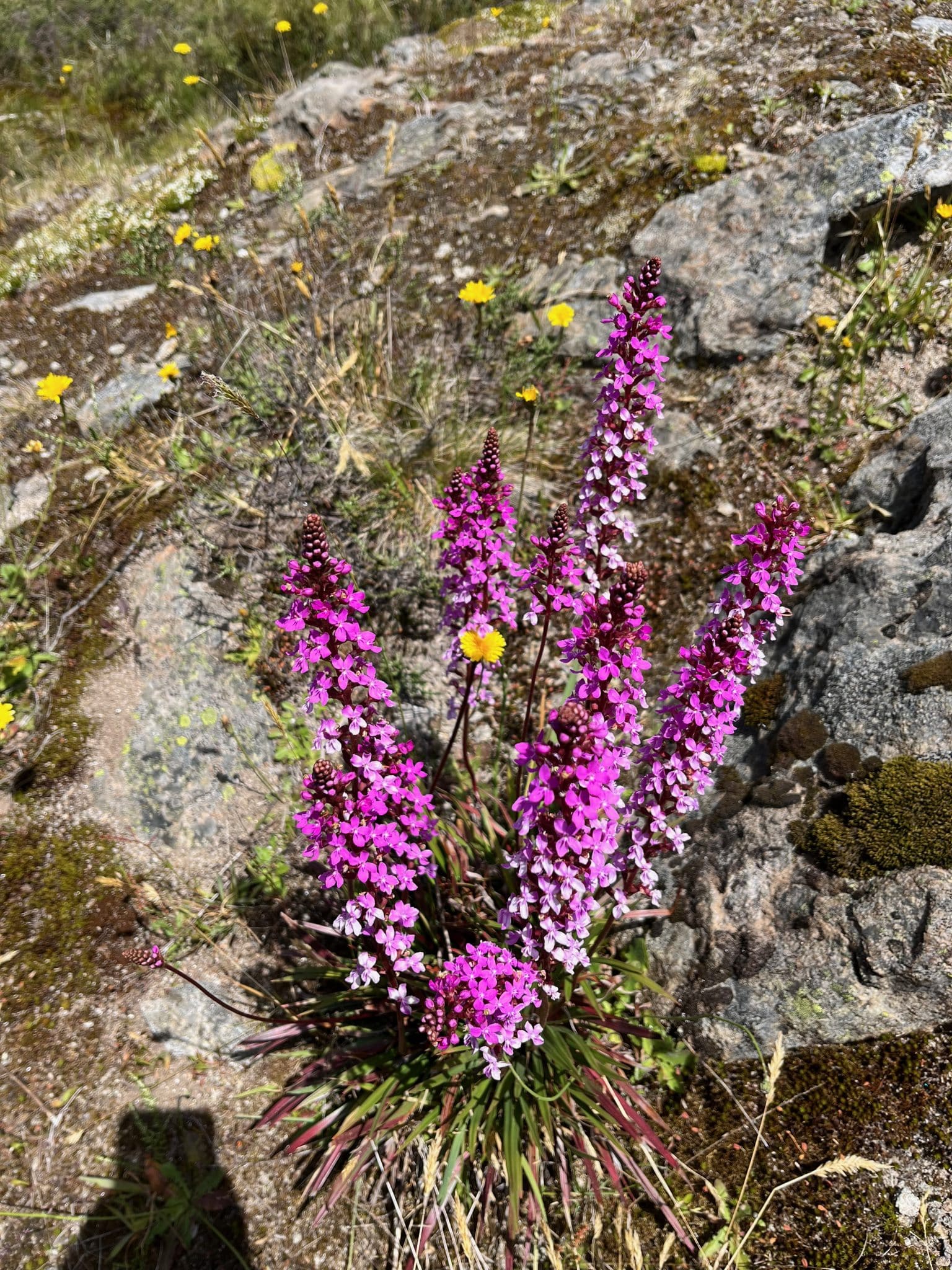 Pretty Valley to Cope Hut— Victoria | Walkers Journal
