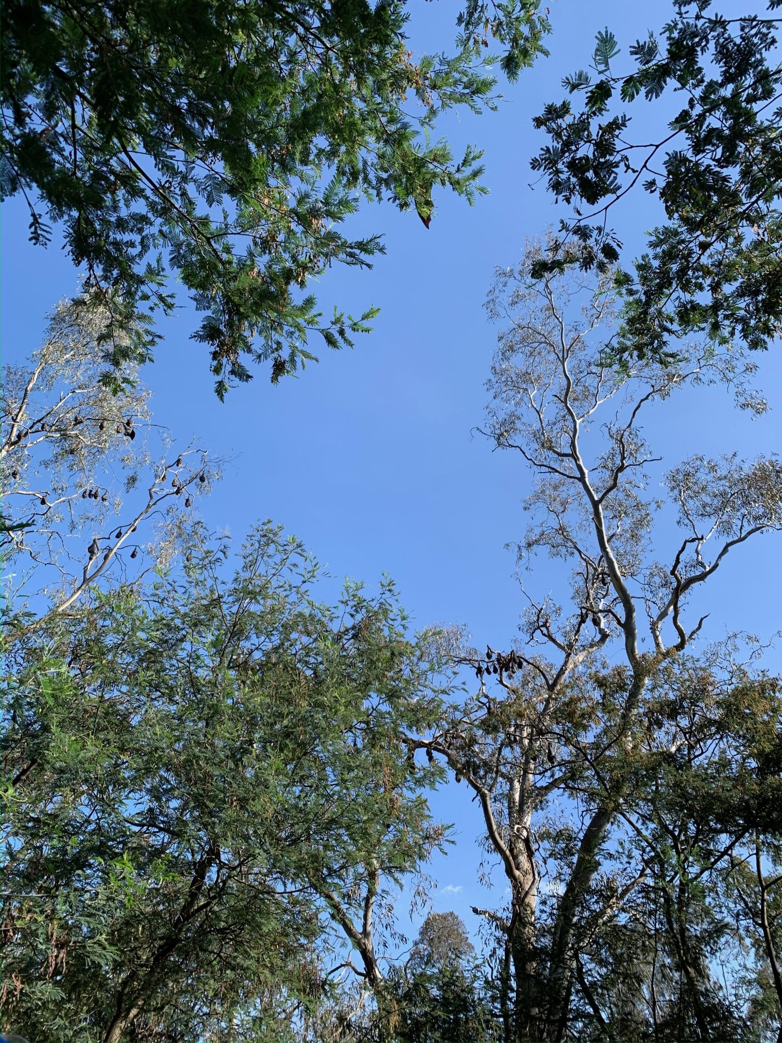 Flying-Fox Walk — Victoria | Walkers Journal