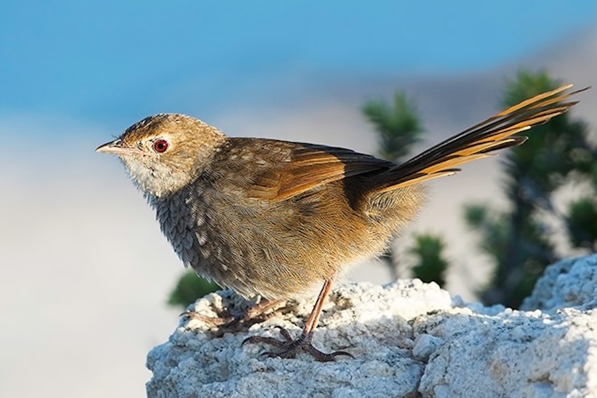 Excitement as 8 More Eastern Bristlebirds Join the Wild Ones - Walkers ...