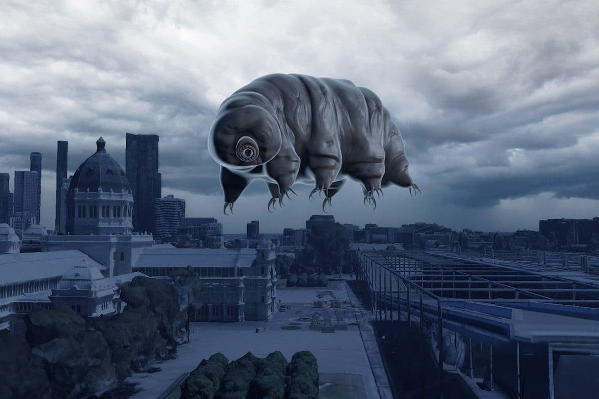 ‘Slow Walker’ by Peder Bjurman - Walkers Journal