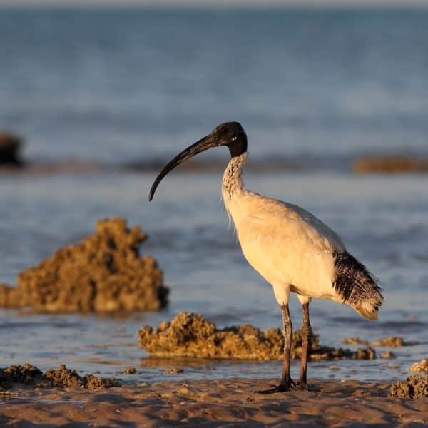 Wangetti Trail: Queensland’s New Dual-Use Track - Walkers Journal