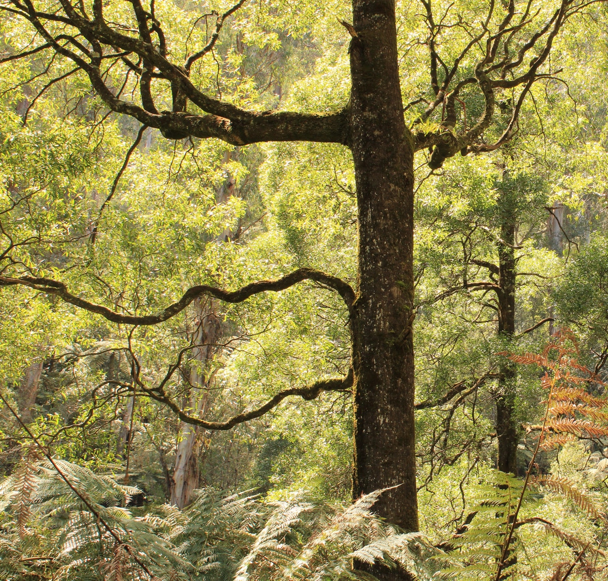 Badger Weir, VIC | Walkers Journal