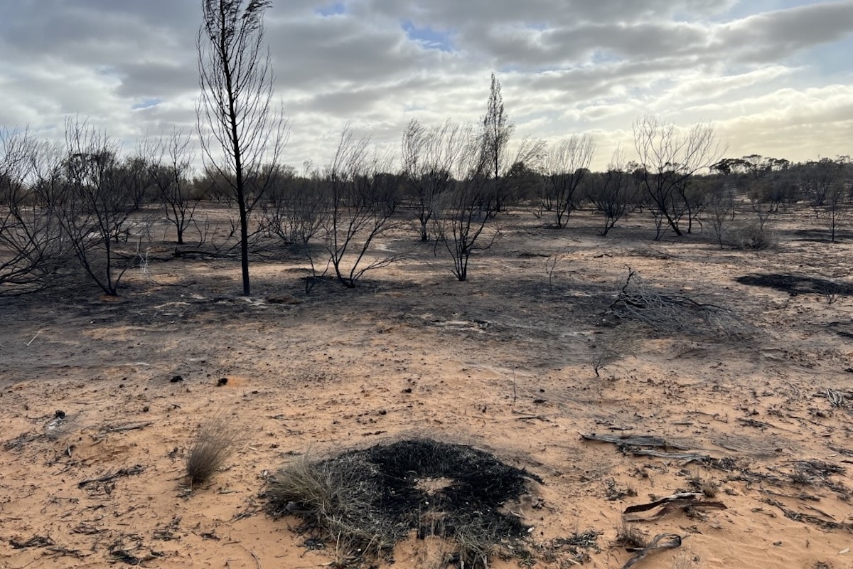 Victoria Fires Call for Help: Dozens of Properties Burnt - Walkers Journal